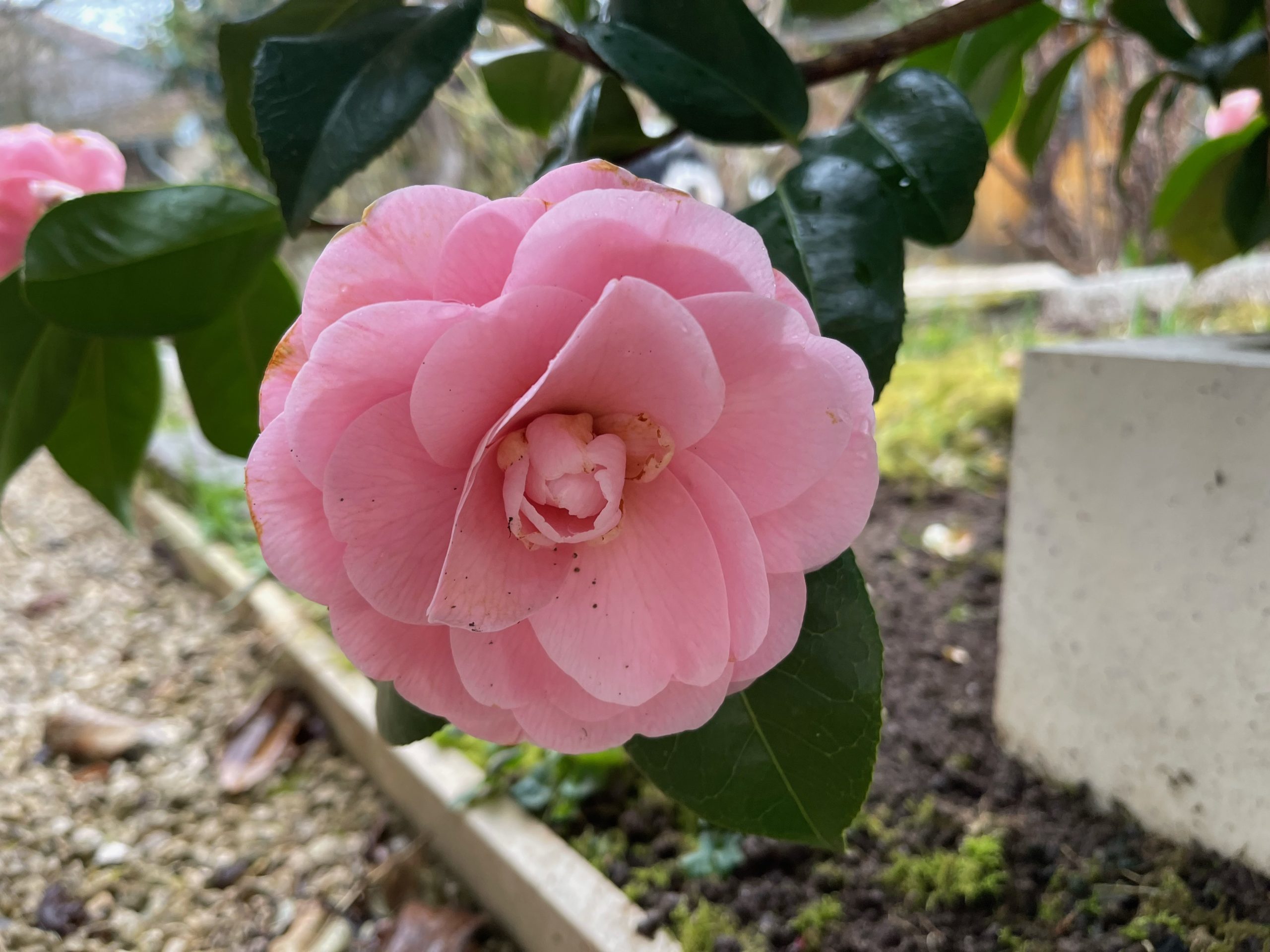 La beauté du camélia en fleurs... - Ecriplume
